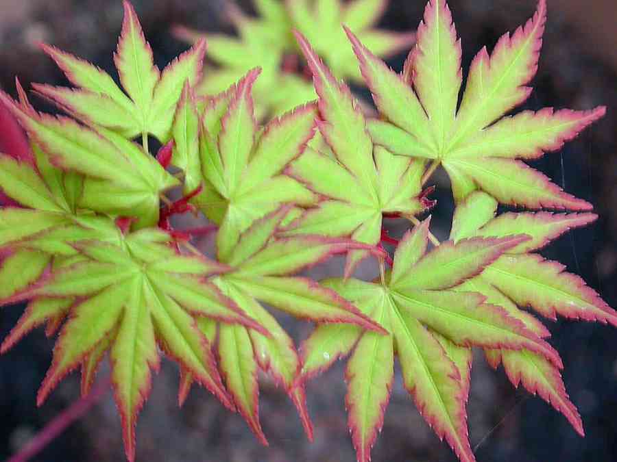 Pruning Acer Trees & shrubs - everything you need to know | Pyracantha ...
