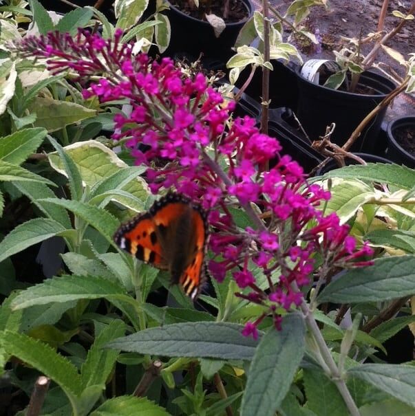 How to take Buddleia cuttings - Growing Butterfly Bushes | Pyracantha.co.uk