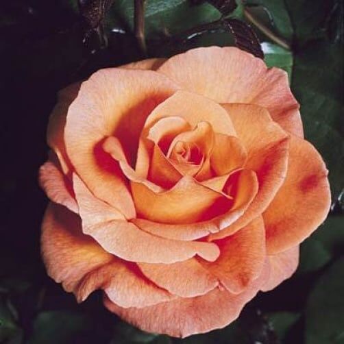 Top 10 Best Climbing Roses - Compare fragrance, disease resistance and ...