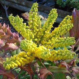 10 Beautiful Yellow Flowering Shrubs