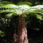 Tree Fern Care Guide - Dicksonia and Cyathea Ferns | Pyracantha.co.uk