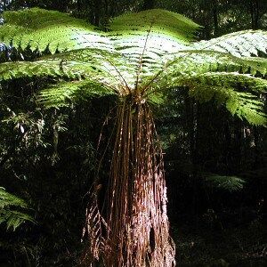Tree Fern Care Guide - Dicksonia and Cyathea Ferns | Pyracantha.co.uk