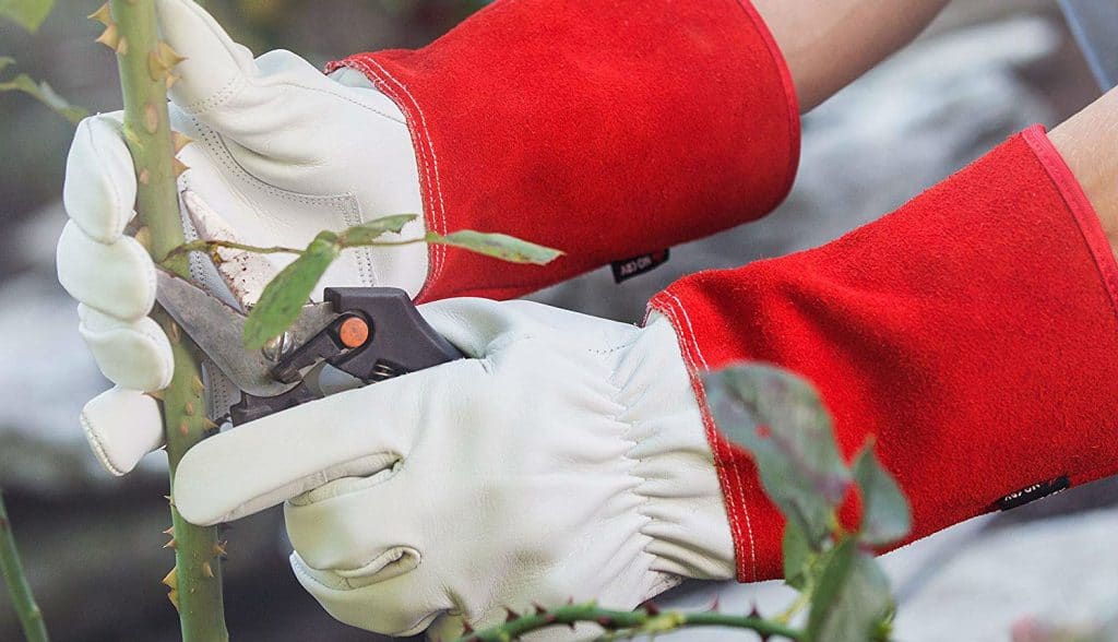 How To Prune Standard Roses | Pyracantha.co.uk