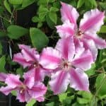 Best Clematis For Pots | Pyracantha.co.uk