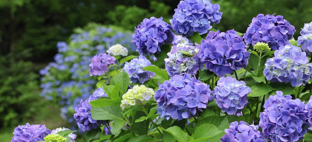 When To Use Ericaceous Compost On Hydrangeas | Pyracantha.co.uk
