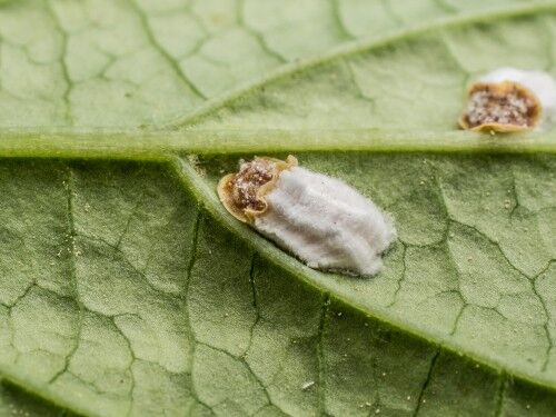 Hydrangea leaf problems - Curling, black spots, aphids | Pyracantha.co.uk