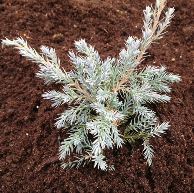 10 Best Dwarf Conifers For Pots & Containers | Pyracantha.co.uk