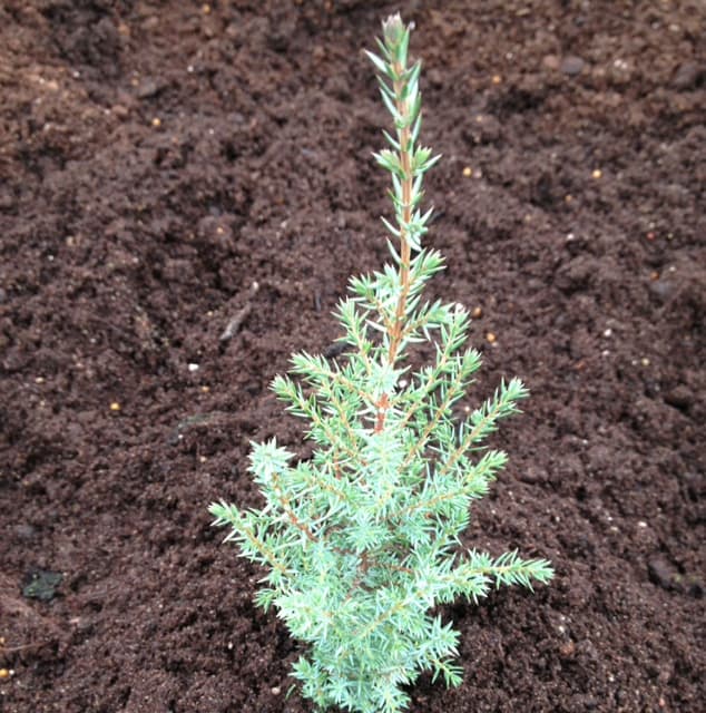 10 Best Dwarf Conifers For Pots & Containers | Pyracantha.co.uk