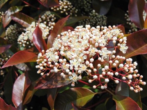 How to Grow Photinia Red Robin and Care Guide