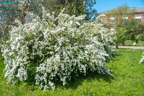 13 Best Shrubs For Bees - Stunning Flowering Shrubs | Pyracantha.co.uk