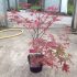 Pruning Acer Trees & shrubs - everything you need to know | Pyracantha ...