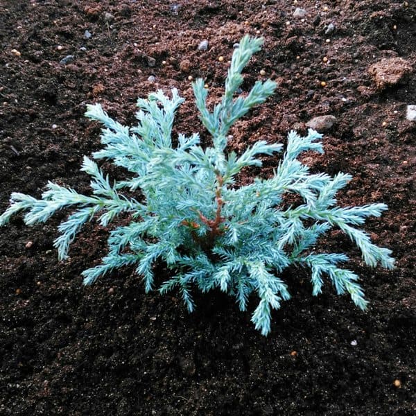 10 Best Dwarf Conifers For Pots & Containers | Pyracantha.co.uk
