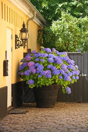 Growing hydrangeas in pots Pyracantha
