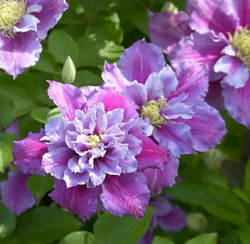 The Best Climbers For Pots & Containers | Pyracantha.co.uk