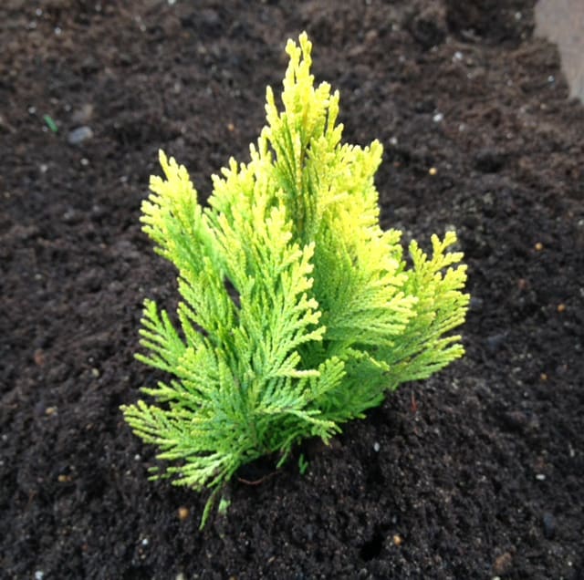 Top 10 Dwarf Conifers - Small conifer for small gardens | Pyracantha.co.uk