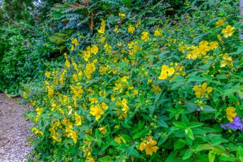 13 Best Shrubs For Bees - Stunning Flowering Shrubs | Pyracantha.co.uk