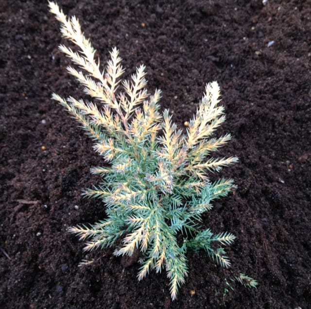 Top 10 Dwarf Conifers - Small conifer for small gardens | Pyracantha.co.uk