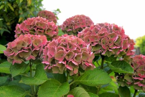 Best Hydrangeas For Shade | Pyracantha.co.uk