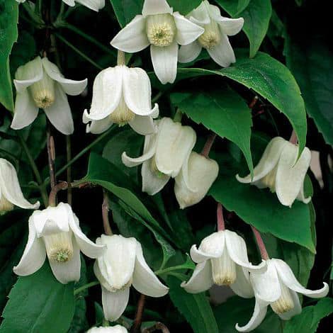 Top 12 Evergreen Climbing Plants For Fences | Pyracantha.co.uk