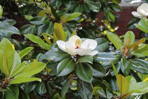 Growing magnolias - Detailed Planting and Care Guide | Pyracantha.co.uk