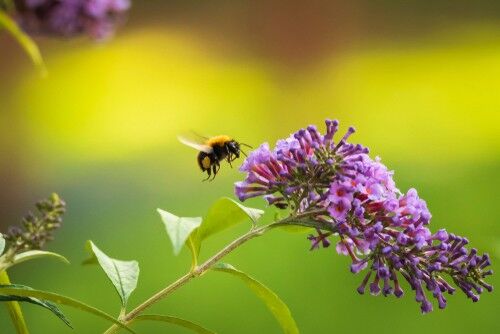 13 Best Shrubs For Bees - Stunning Flowering Shrubs | Pyracantha.co.uk