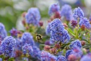 13 Best Shrubs For Bees - Stunning Flowering Shrubs | Pyracantha.co.uk