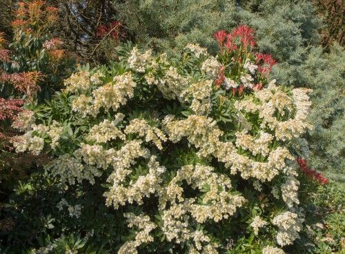How to Prune Pieris - General and Hard Pruning Large Plants ...