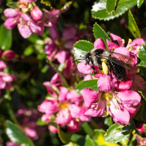 13 Best Shrubs For Bees - Stunning Flowering Shrubs | Pyracantha.co.uk