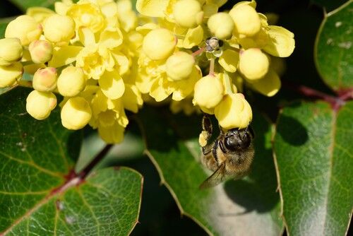 13 Best Shrubs For Bees - Stunning Flowering Shrubs | Pyracantha.co.uk
