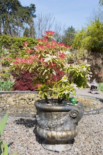 Feeding Pieris Forest Flame - Acidic and Ericaceous Feeds | Pyracantha ...