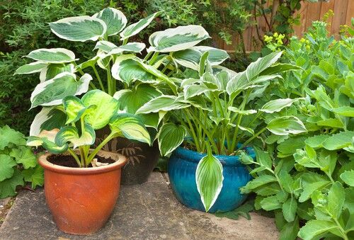 13 Best Shade Loving Plants For Containers and Pots