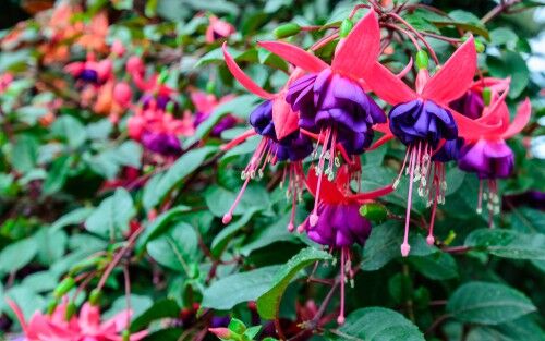 12 Shrubs For Full Sun - Flowering Shrubs That Thrive In Sunny Positions