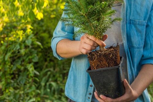 Small Space Christmas Trees: How to Grow Them in PotsPyracantha.co.uk