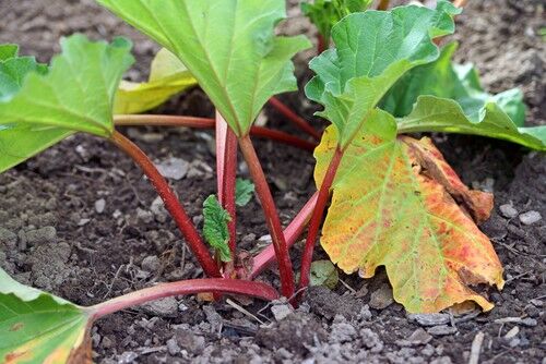 How To Grow Rhubarb - Detailed Planting And Care Guide | Pyracantha.co.uk