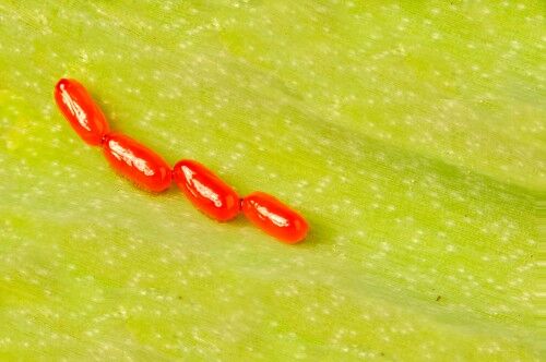 How To Get Rid Of Red Lily Beetles UK - My Control Methods
