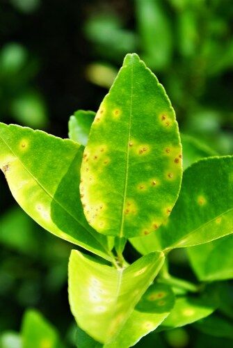 Lemon Tree Diseases and Pests - With Pictures | Pyracantha.co.uk