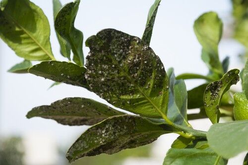 Lemon Tree Diseases and Pests - With Pictures | Pyracantha.co.uk