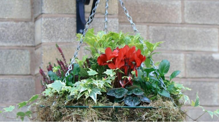How To Secure Hanging Baskets Securely | Pyracantha.co.uk