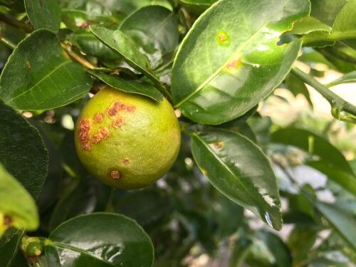 Lemon Tree Diseases and Pests - With Pictures | Pyracantha.co.uk