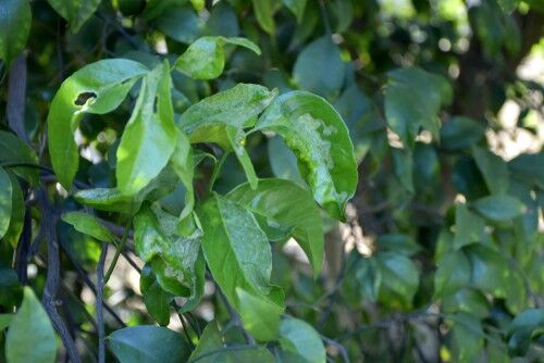 Lemon Tree Diseases and Pests - With Pictures | Pyracantha.co.uk