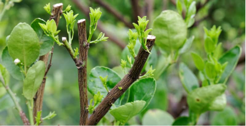 Why are baby lemons falling off your lemon tree -Answered | Pyracantha ...
