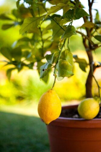 Top 10 Best citrus trees for pots - Perfect for containers | Pyracantha ...