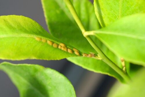 Common Rose Problems and Diseases - With Pictures | Pyracantha.co.uk