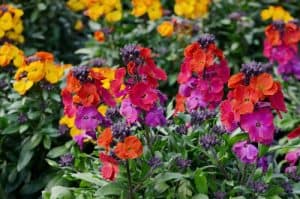 Growing Wallflowers From Seed - Step by Step | Pyracantha.co.uk