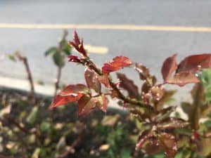 Common Rose Problems and Diseases - With Pictures | Pyracantha.co.uk