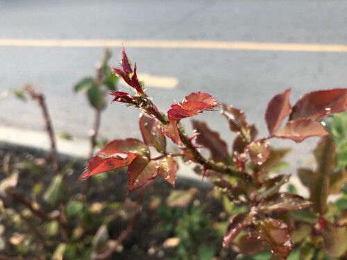 Common Rose Problems and Diseases - With Pictures | Pyracantha.co.uk