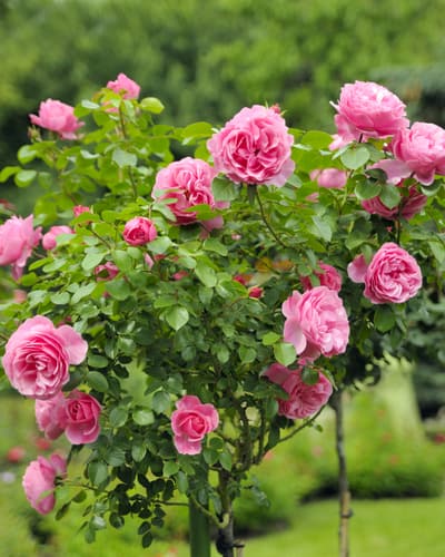 How To Prune Standard Roses | Pyracantha.co.uk