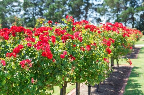 How to plant a standard rose tree | Pyracantha.co.uk