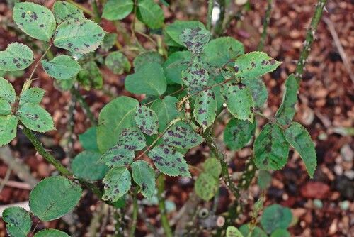 Common Rose Problems and Diseases - With Pictures | Pyracantha.co.uk