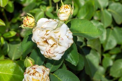 Common Rose Problems and Diseases - With Pictures | Pyracantha.co.uk